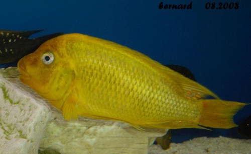 How many variants of P. Moshi yellow? | Cichlid Fish Forum